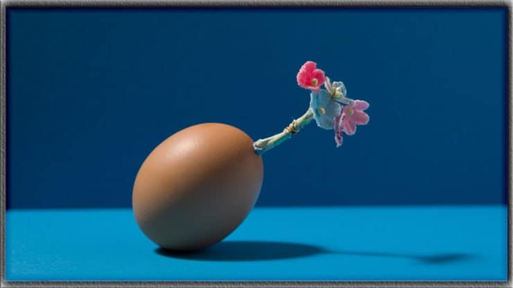 Still Life Photography - The Ultimate Guide to Get Started